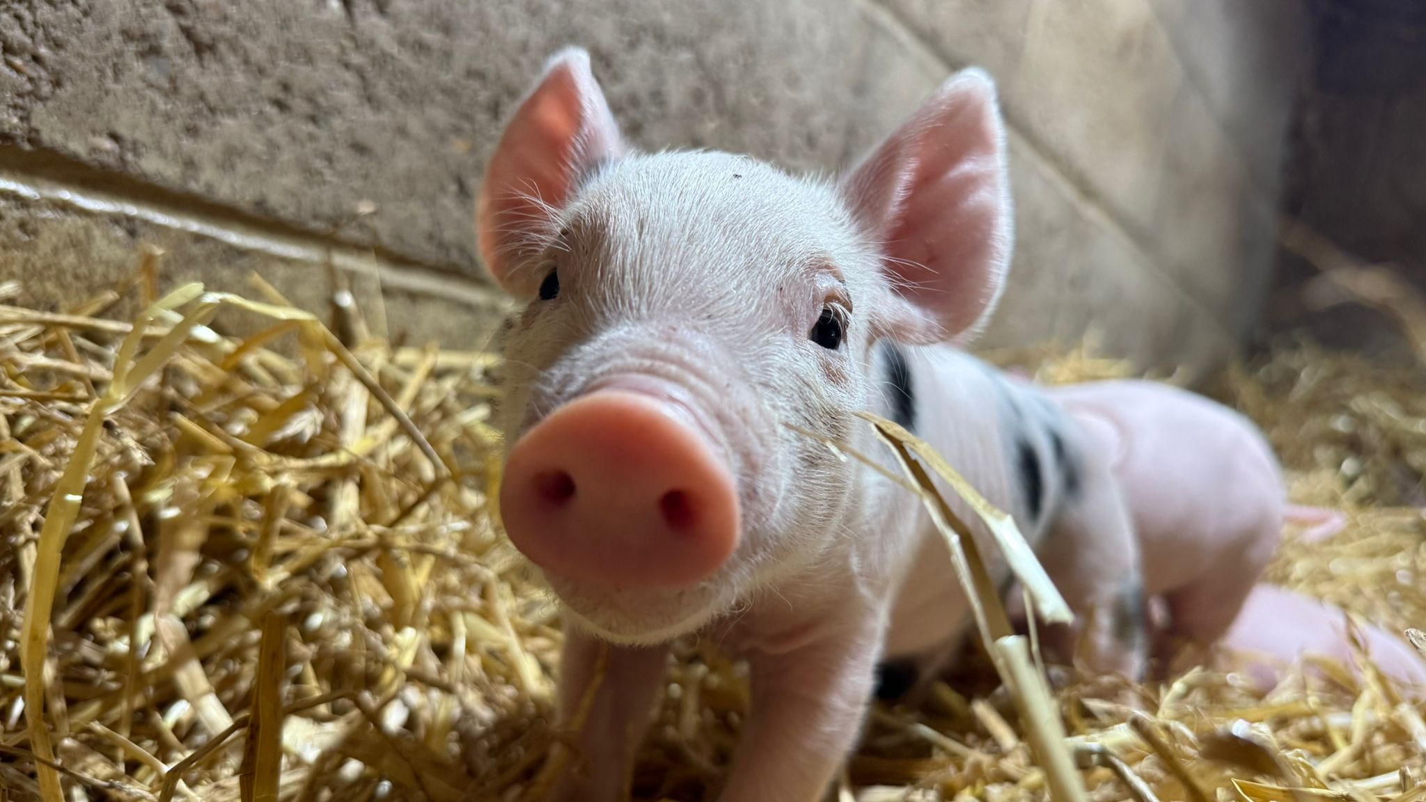 Exciting pigsty news - our piglets - Washbrooks Family Farm